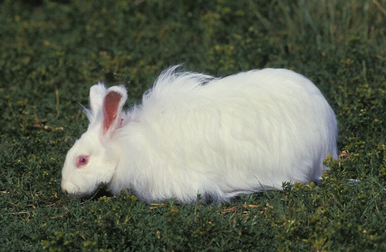 Angora Rabbit: Pictures, Care Guide, Lifespan & Traits | Hepper Pet ...