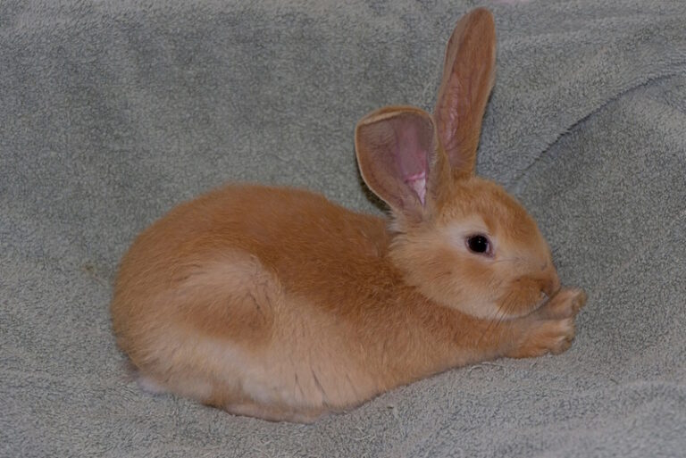 British Giant Rabbit: Info, Care, Diet, Pictures & More | Hepper Pet ...