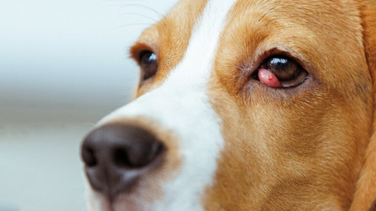 Why Are My Dog's Eyes Red & Bloodshot? Our Vet Discusses Causes ...