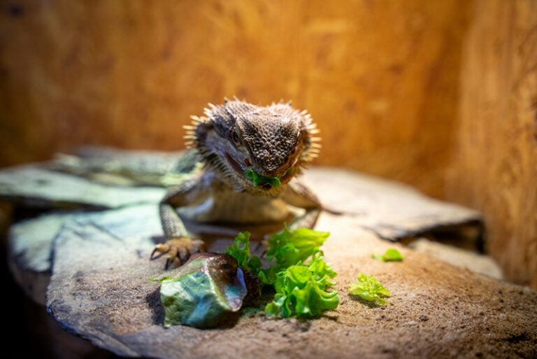 How Often Do Bearded Dragons Poop? Vet-Verified Facts & FAQ | Hepper ...
