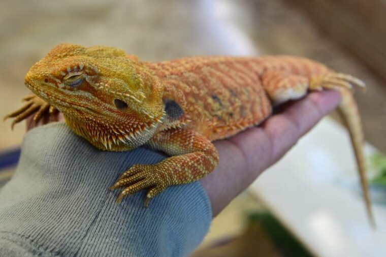 How to Tell If a Bearded Dragon Is Happy: 9 Signs to Look For | Hepper ...