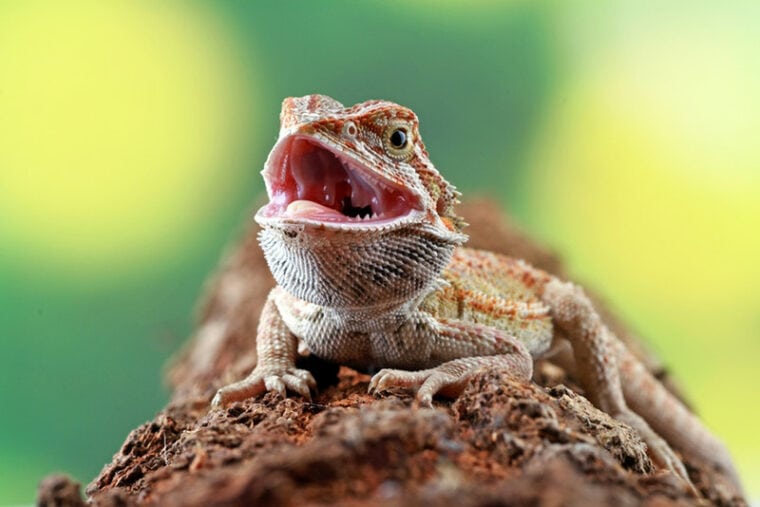 Do Bearded Dragons Have Teeth? Lizard Anatomy Explained | Hepper Pet ...