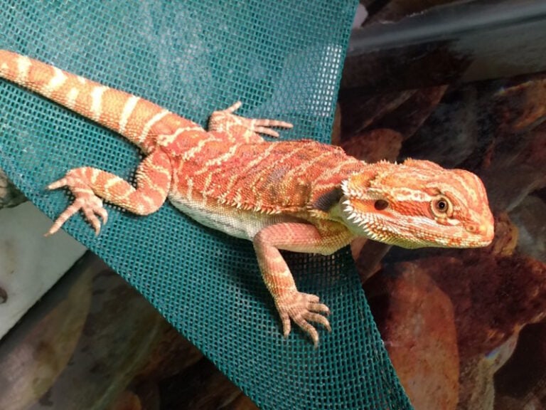 Red Bearded Dragon: Size, Pictures, Habitat & Care Guide | Hepper Pet ...