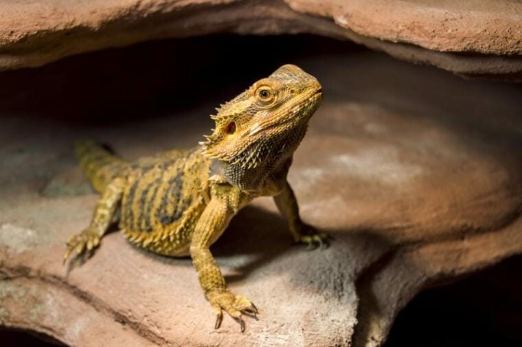 How Much Is a Bearded Dragon? 2026 Cost Guide | Hepper Pet Resources