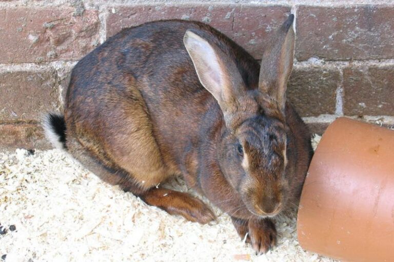 Belgian Hare: Pictures, Care Guide, Lifespan & Traits | Hepper Pet ...