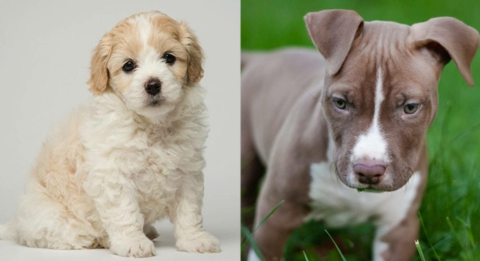 Bichon Pitbull Mix: Info, Pictures, Care Guide, Temperament & Traits ...
