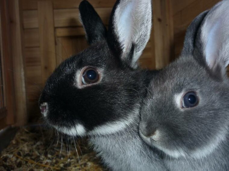 Silver Fox Rabbit: Info, Care, Diet, Pictures & More | Hepper Pet Resources