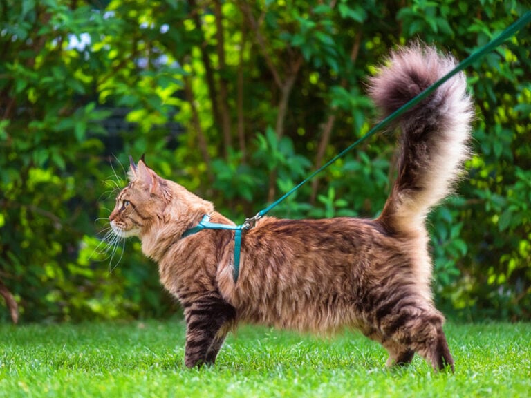 How to Measure Your Cat for a Harness: Vet-Approved Tips & Tricks ...