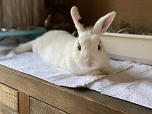 Blanc De Hotot Rabbit: Pictures, Care Guide, Lifespan & Traits | Hepper ...