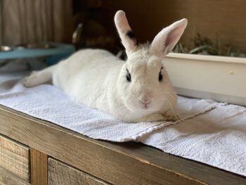 Blanc De Hotot Rabbit: Pictures, Care Guide, Lifespan & Traits | Hepper ...