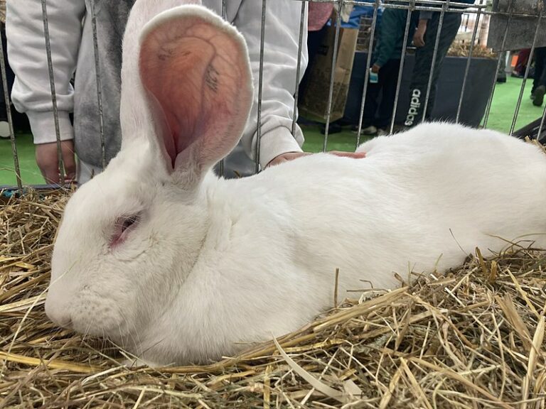 11 Large Rabbit Breeds (With Info & Pictures) | Hepper Pet Resources