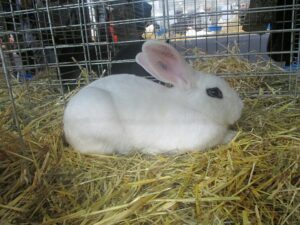 Blanc De Hotot Rabbit: Pictures, Care Guide, Lifespan & Traits | Hepper ...