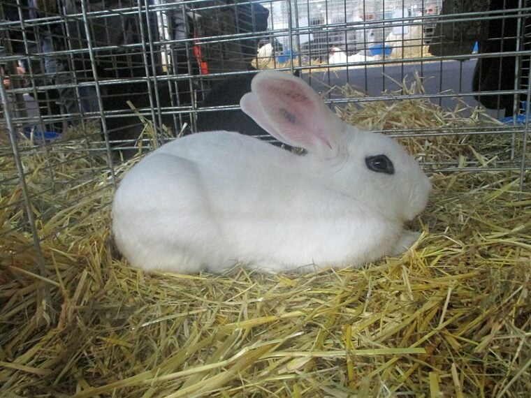 Blanc De Hotot Rabbit: Pictures, Care Guide, Lifespan & Traits | Hepper ...
