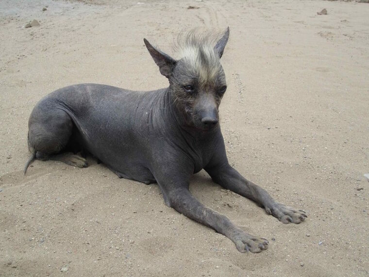 10 Hairless Dog Breeds (With Info & Pictures) | Hepper Pet Resources