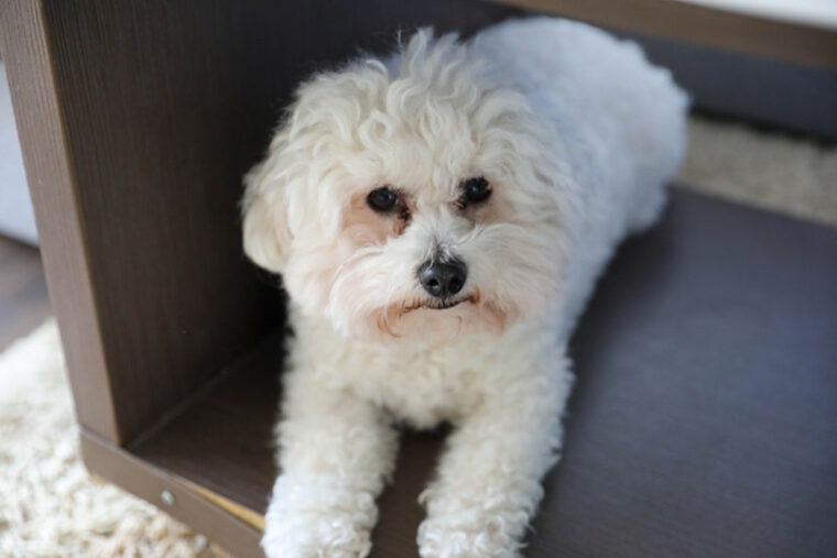 16 Bichon Frise Haircuts & Grooming Styles in 2026 (With Pictures ...