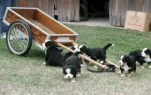 8 Cool DIY Dog Cart Plans You Can Make Today (With Pictures) | Hepper ...