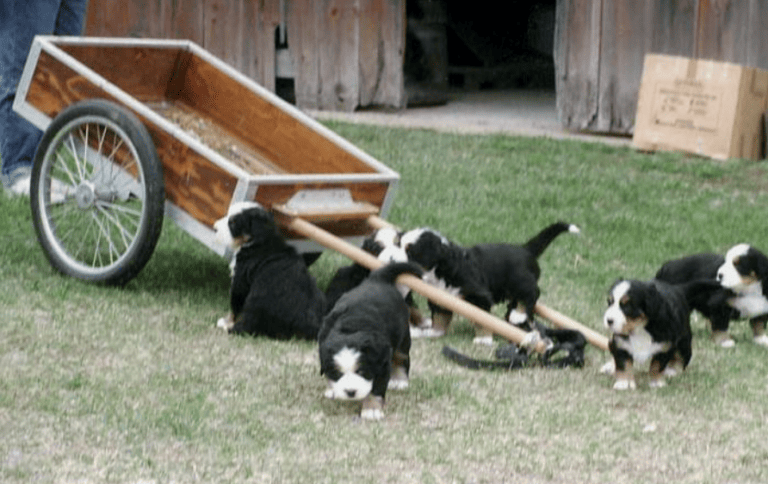8 Cool DIY Dog Cart Plans You Can Make Today (With Pictures) | Hepper ...
