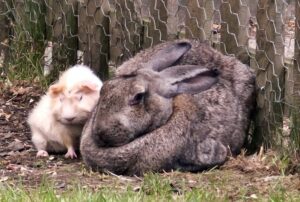 British Giant Rabbit: Info, Care, Diet, Pictures & More | Hepper Pet ...