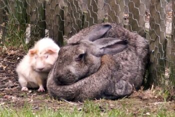 British Giant Rabbit: Info, Care, Diet, Pictures & More | Hepper Pet ...