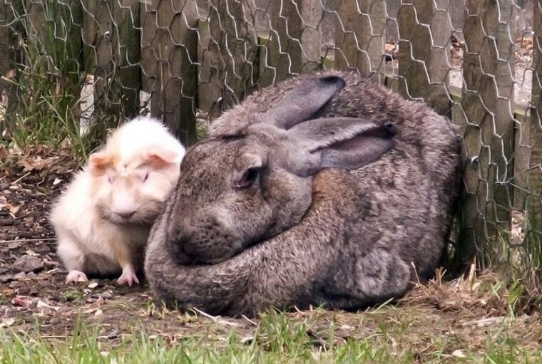 British Giant Rabbit: Info, Care, Diet, Pictures & More | Hepper Pet ...