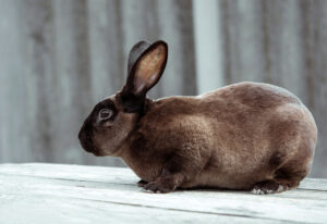 Rex Rabbit: Breed Care Guide, Lifespan & Traits | Hepper Pet Resources