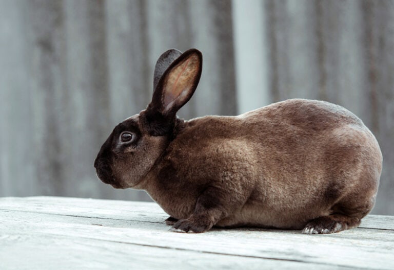Rex Rabbit: Breed Care Guide, Lifespan & Traits | Hepper Pet Resources