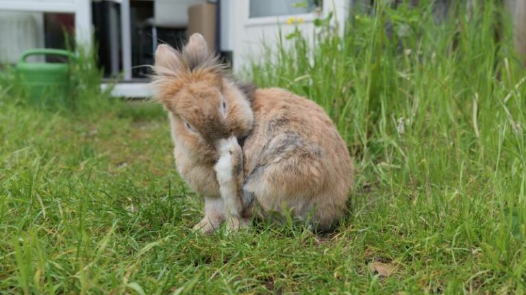 Can You Bathe a Rabbit? Vet-Reviewed Facts & FAQ | Hepper Pet Resources