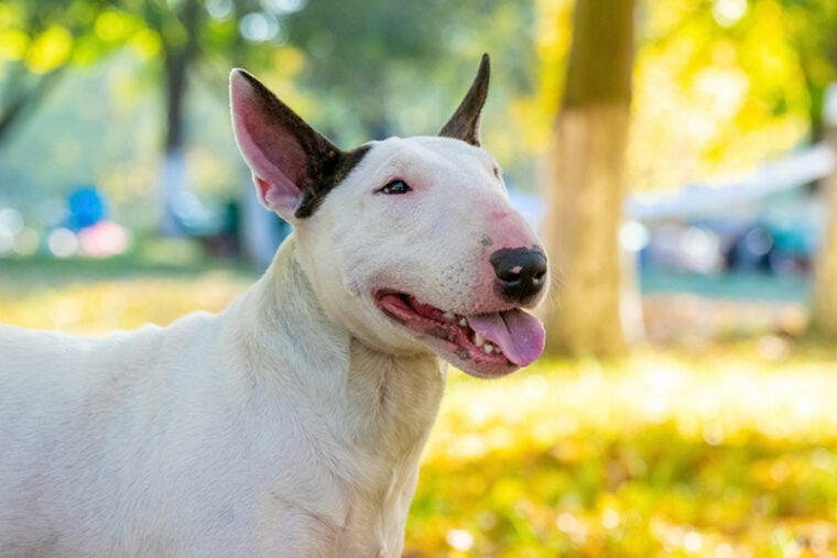 What Were Bull Terriers Bred For? Breed History, Facts & FAQ | Hepper ...