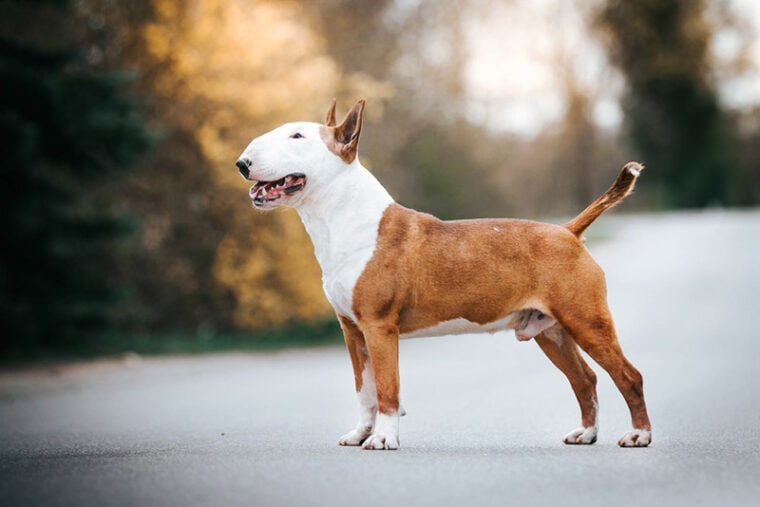 11 Bully Dog Breeds: Info, Pictures, Facts & History | Hepper Pet Resources