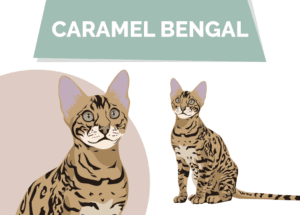 14 Bengal Cat Colors & Patterns (With Info & Pictures) | Hepper Pet ...