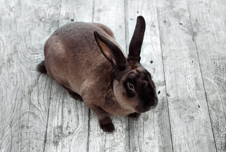 Rex Rabbit: Breed Care Guide, Lifespan & Traits | Hepper Pet Resources