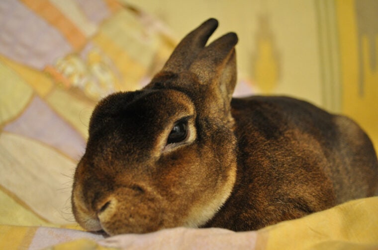 Castor Rex Rabbit: Care, Temperament, Habitat & Traits (With Pictures ...