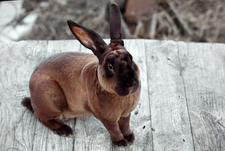 Castor Rex Rabbit: Care, Temperament, Habitat & Traits (With Pictures ...