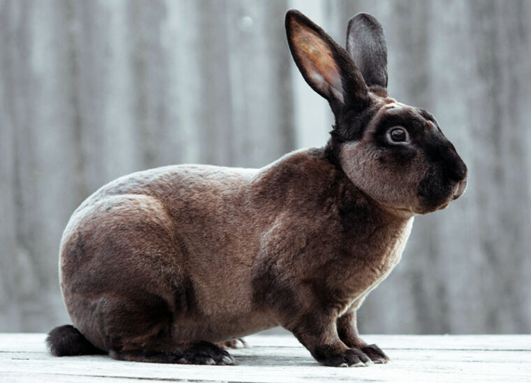 Castor Rex Rabbit: Care, Temperament, Habitat & Traits (With Pictures ...