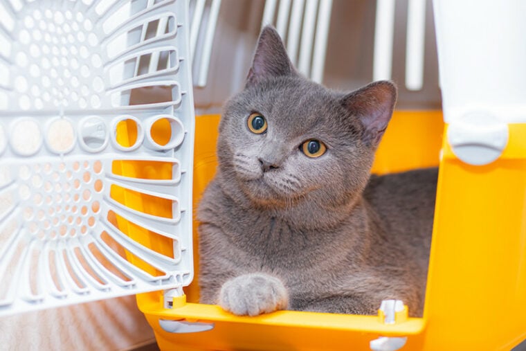 How to Crate Train a Cat: 5 Proven Tips & Tricks | Hepper Pet Resources