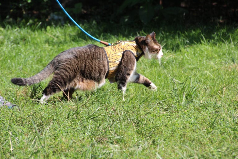 How to Measure Your Cat for a Harness: Vet-Approved Tips & Tricks ...
