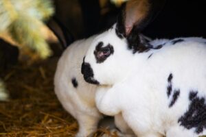 Checkered Giant Rabbit: Facts, Care, Diet, Pictures & More | Hepper Pet ...