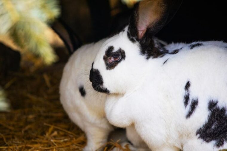 Checkered Giant Rabbit: Facts, Care, Diet, Pictures & More | Hepper Pet ...