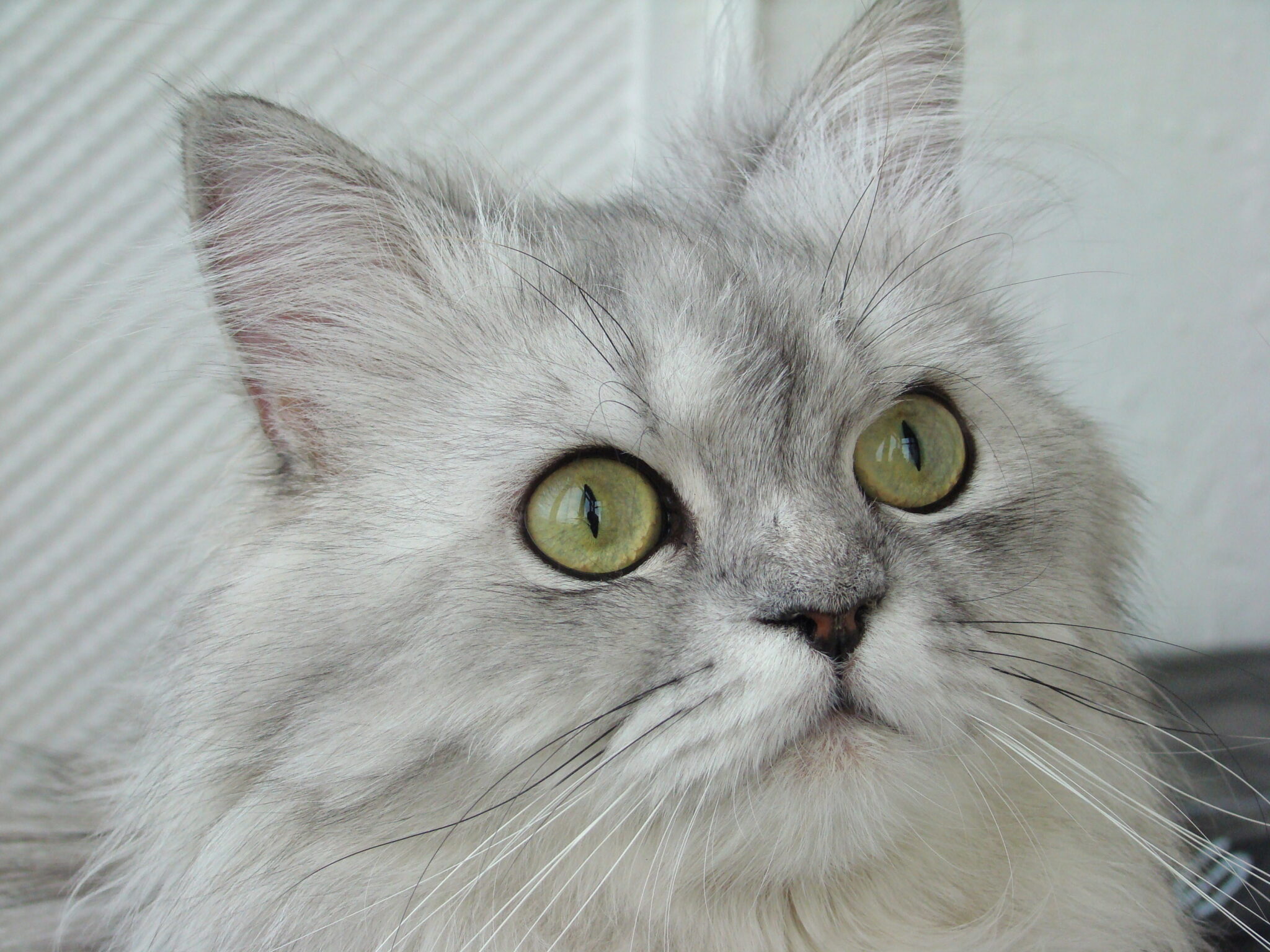 Chinchilla Persian Cat: Facts, Origin & History | Hepper Pet Resources