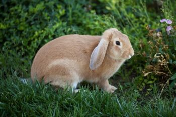 Cinnamon Rabbit: Facts, Care, Diet, Pictures & More | Hepper Pet Resources