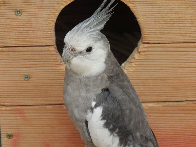 Pied Cockatiel: Info, Pictures, Origin & History | Hepper Pet Resources