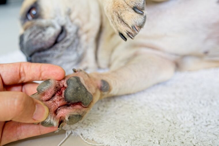 Why Is My Dog's Paw Swollen? 7 Vet-Reviewed Reasons | Hepper Pet Resources