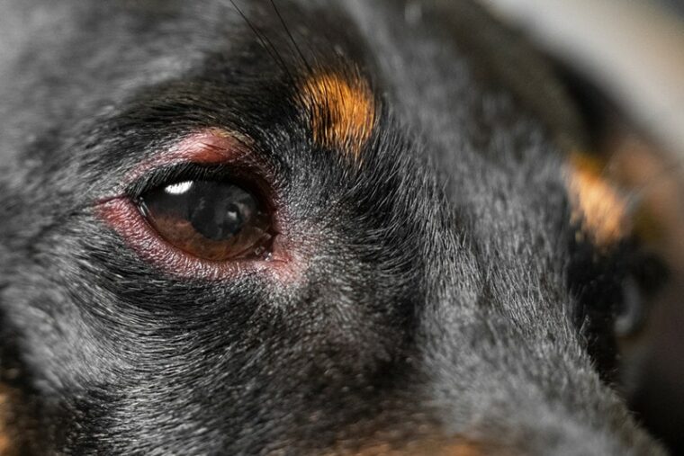 Why Are My Dog's Eyes Red & Bloodshot? Our Vet Discusses Causes ...