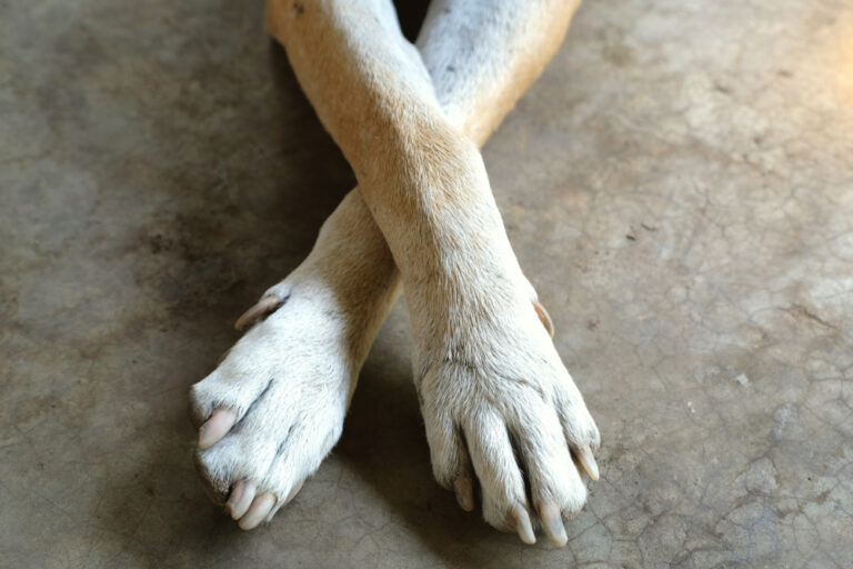 20 Dog Breeds With Dewclaws (Info & Pictures) | Hepper Pet Resources
