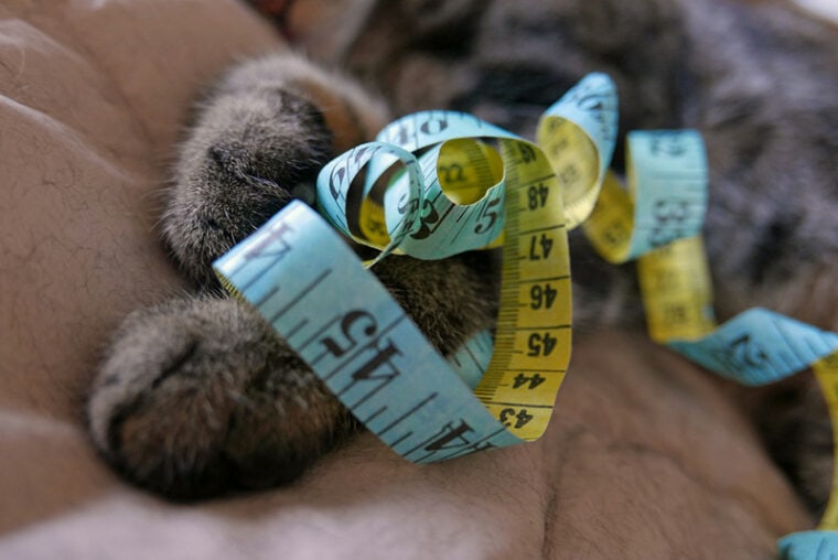 How to Measure Your Cat for a Harness: Vet-Approved Tips & Tricks ...