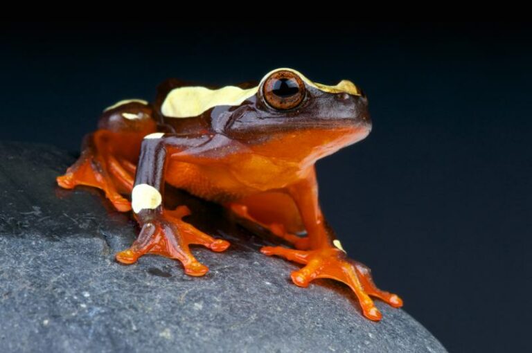 Do Frogs Have Bones? Vet-Approved Anatomy Facts | Hepper Pet Resources