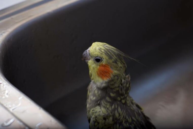 How to Bathe a Cockatiel: 5 Easy to Follow Tips | Hepper Pet Resources