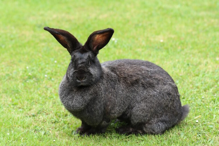 Continental Giant Rabbit: Info, Care, Diet, Pictures & More | Hepper ...