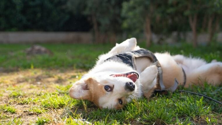 Why Do Dogs Roll Around on Their Backs? 8 Possible Reasons | Hepper Pet ...