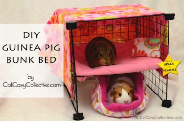 11 DIY Guinea Pig Bed Plans You Can Build Today (With Pictures ...
